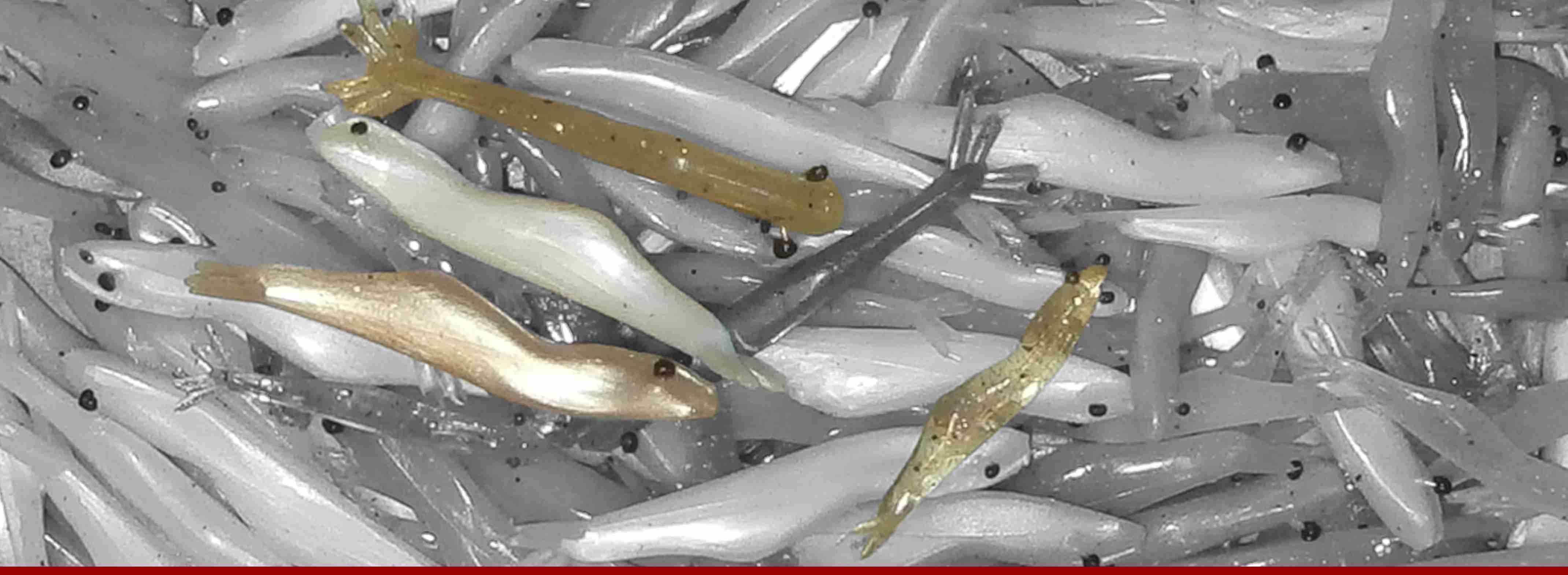 Unrigged Jelly Prawn| Jelly Prawn Lures by Tight Line Lures | Fishing ...